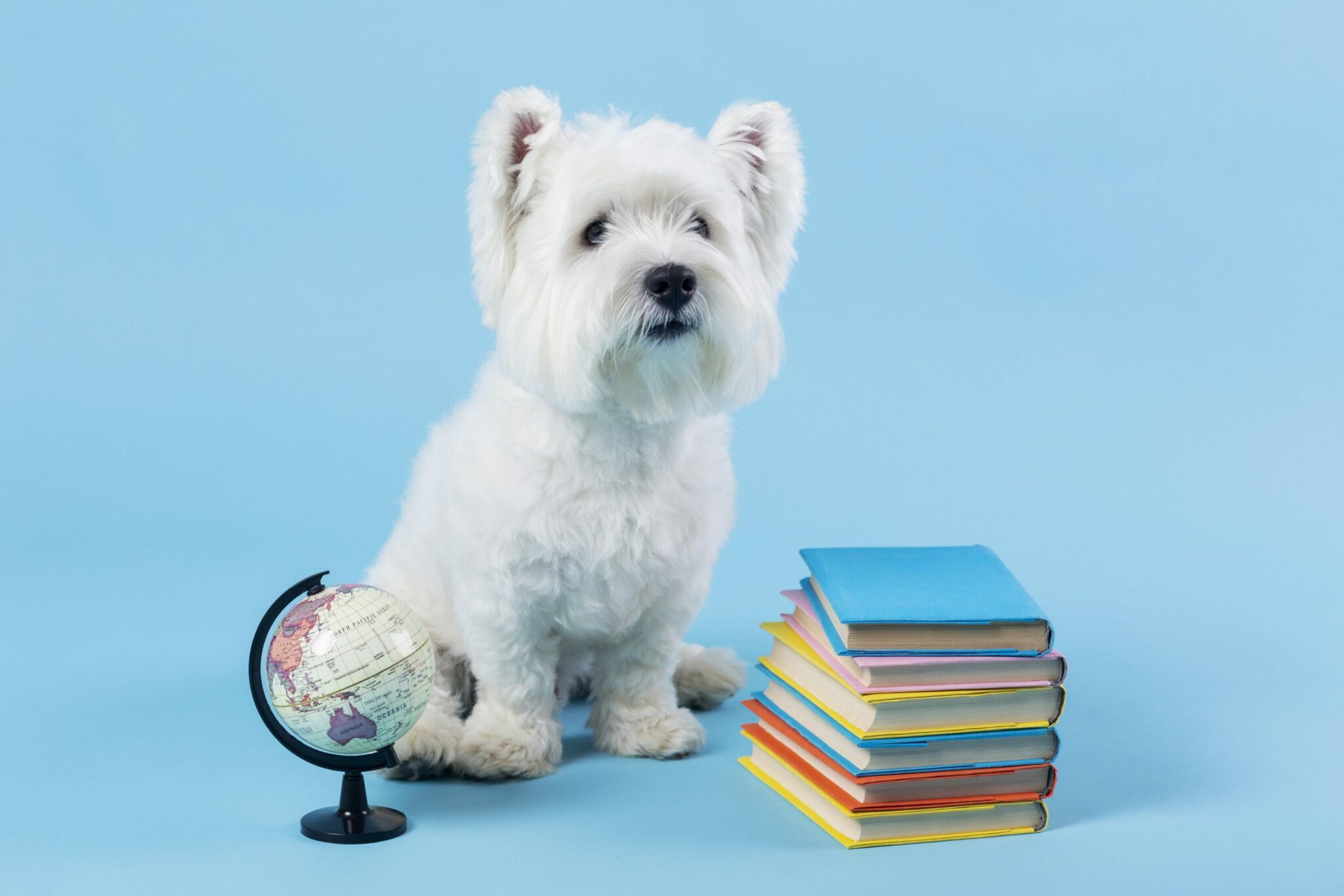 TVRS | Actualités | Proanima vous informe : La rentrée de votre animal